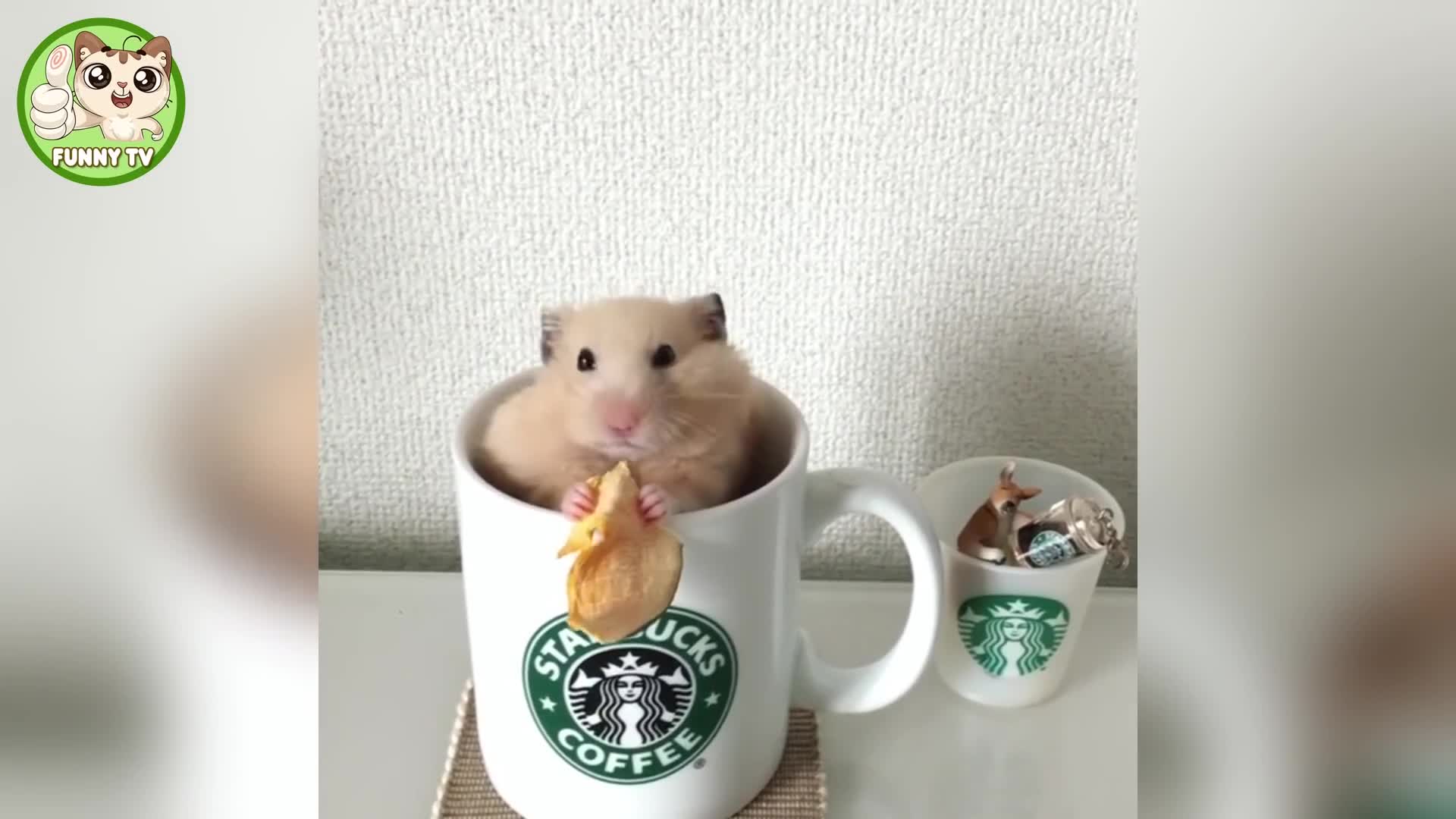 Cute baby animals Videos Compilation cute moment of the animals ...