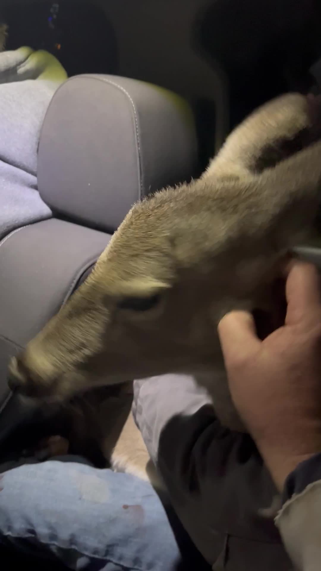 Poor Deer was Cold and Got in the Truck with Us