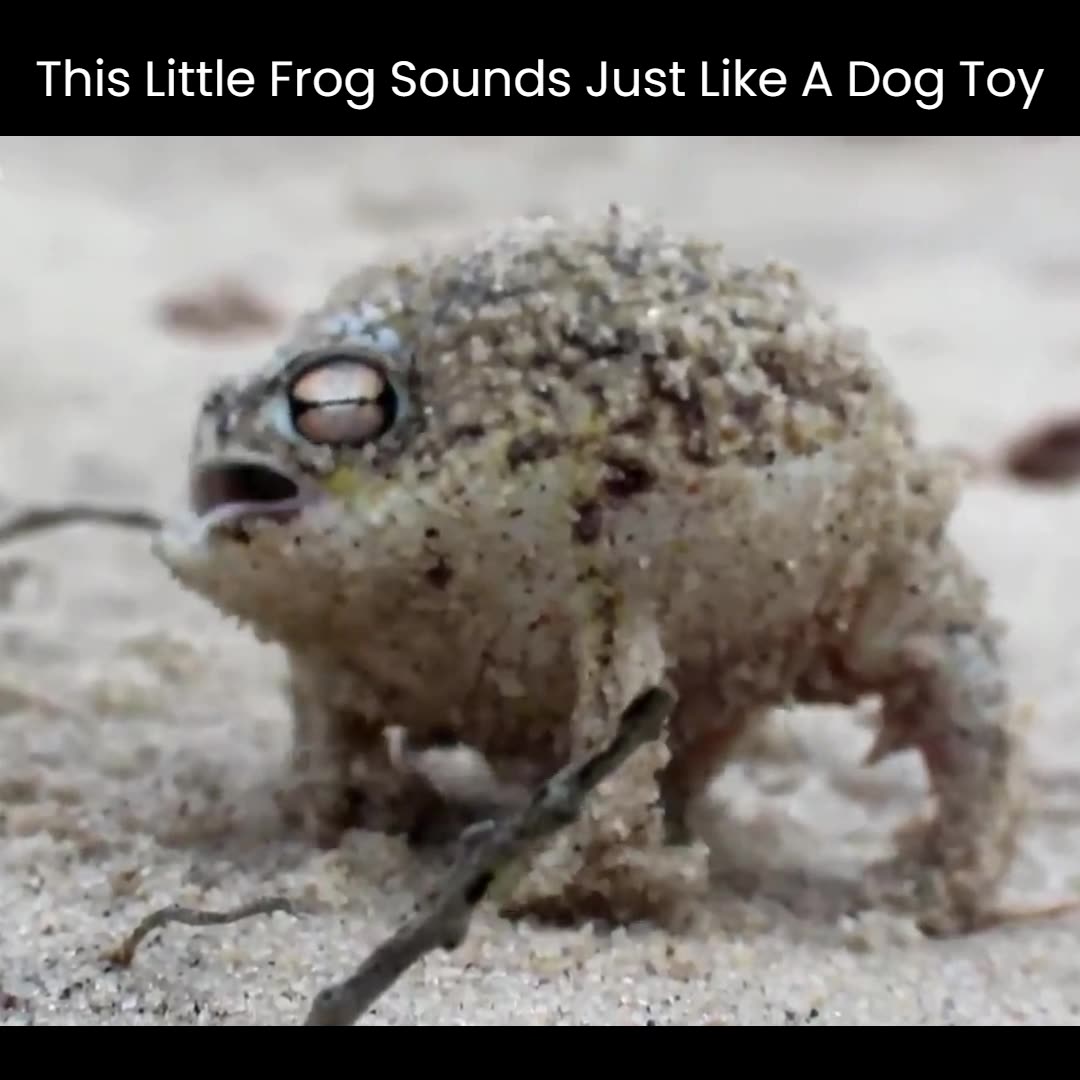 Adorable Squeaky Frog: A Delightful Symphony of Epic Squeaks: Watch ...