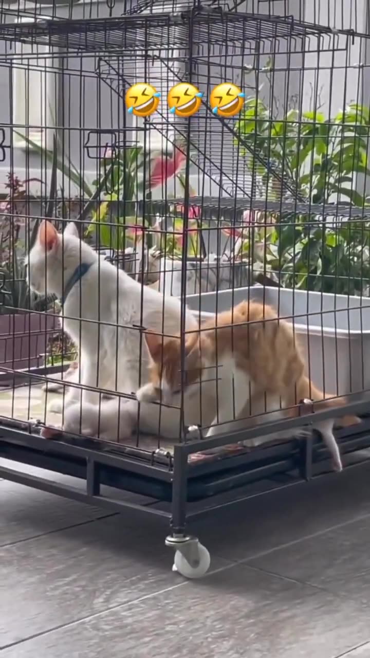 Funny animal video 2023 🤩 cat and dog