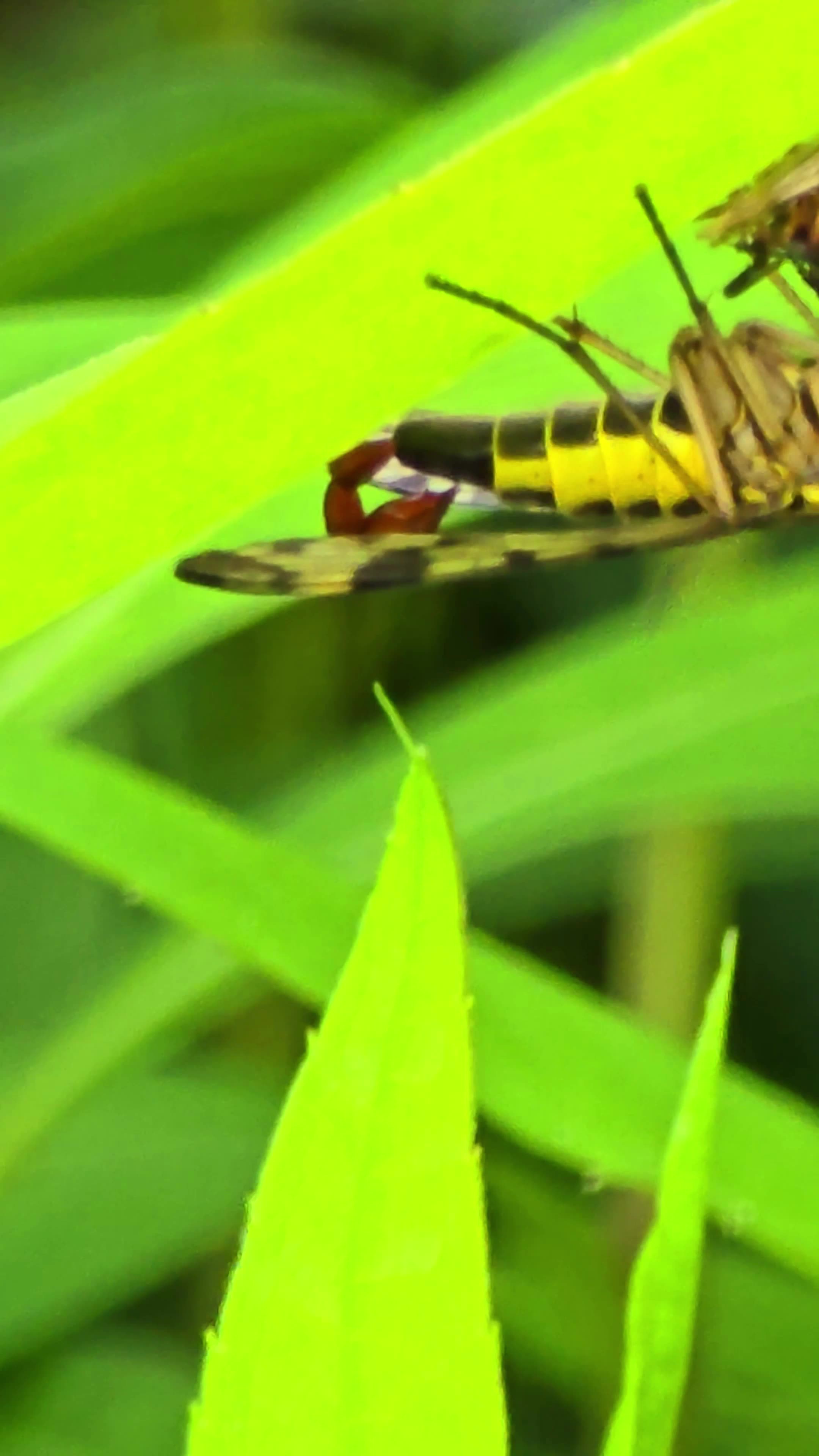Common scorpion fly male / very beautiful insect feeding / fly with ...