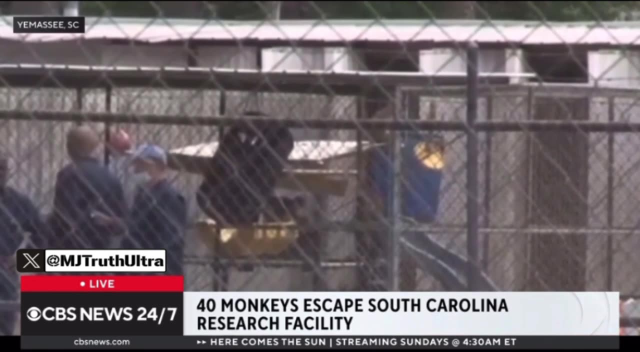 43 Monkeys escaped from a Research Facility in South Carolina- Authorities warn to Lock their Doors