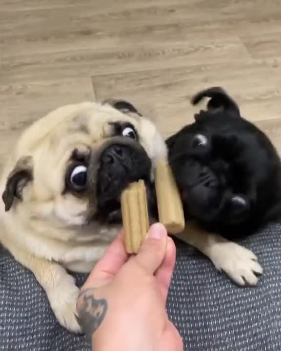 Cute Little Pug Buddies Fight Over Chewy Sticks