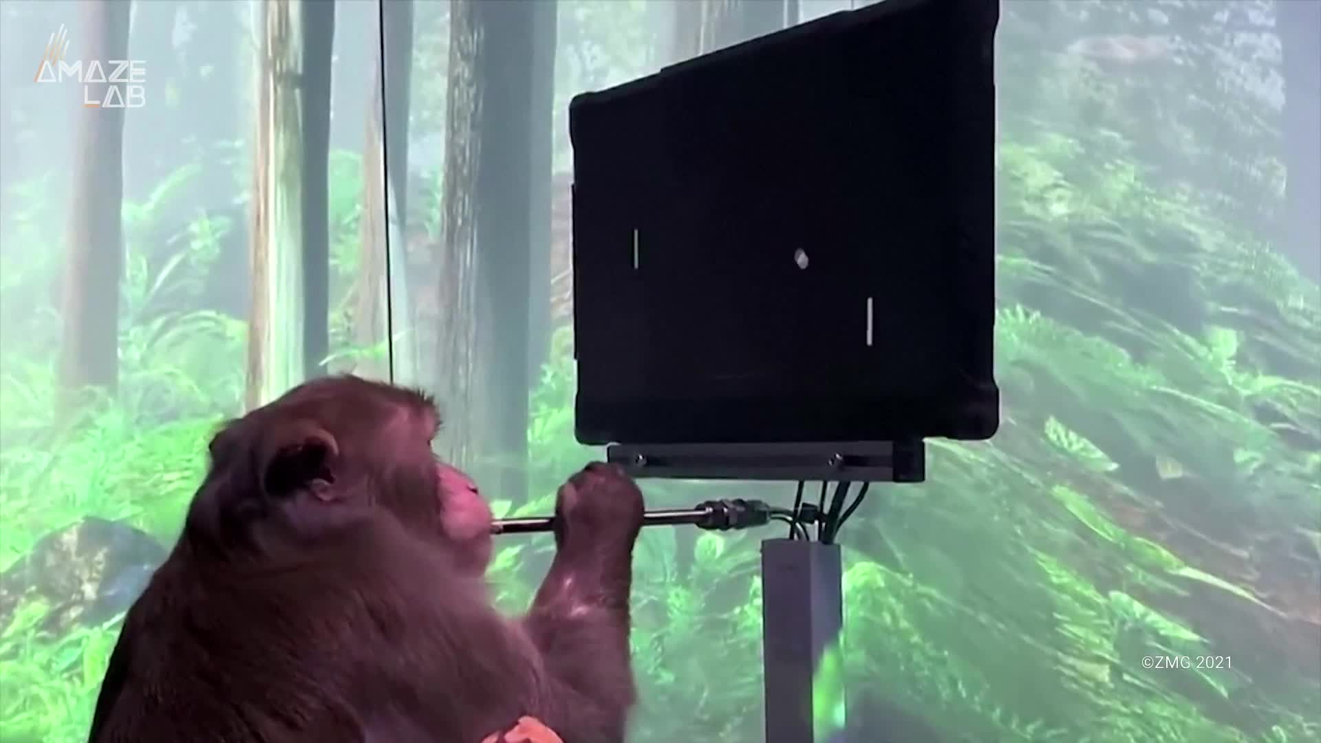 Mind Control: Elon Musk's Neuralink - Monkey is playing Pong with his ...
