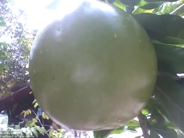 Grande árvore de coité, olha o tamanho da fruta, no jardim botânico ...