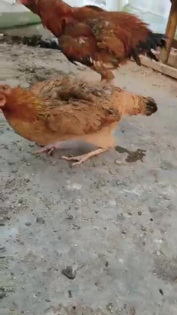 best breeding rooster