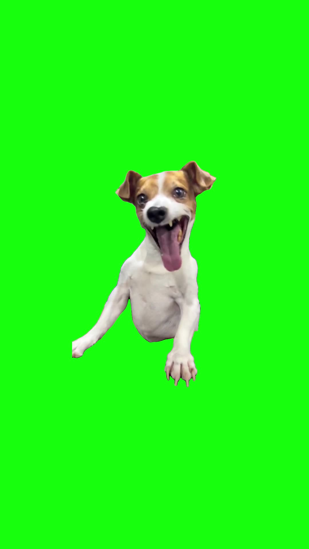 Laughing Dog Meme | Green Screen