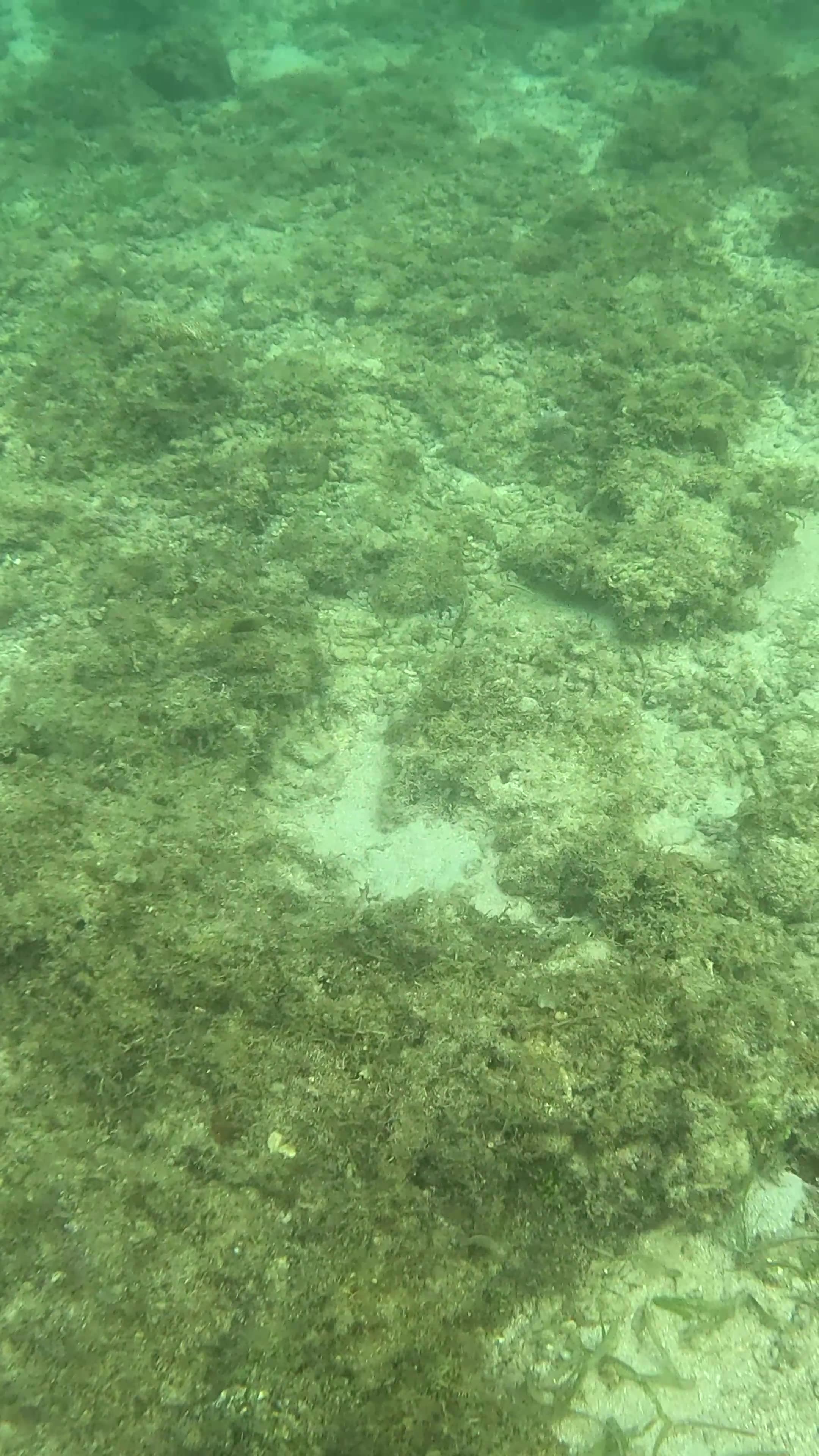 Snorkeling Around a Reef in Recovery