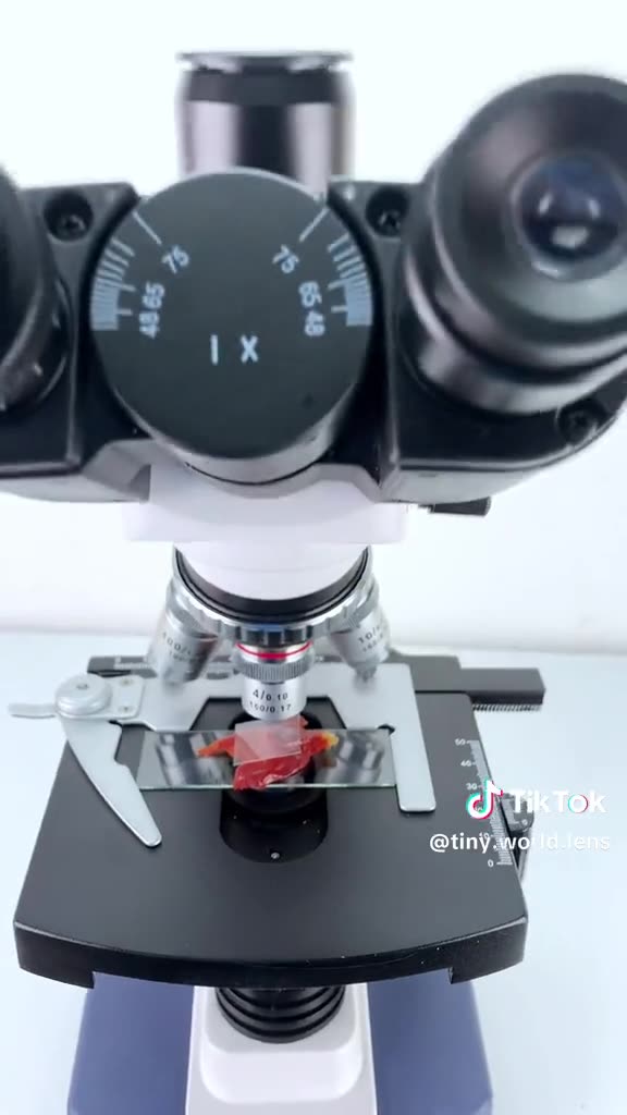 Chicken leg is beautiful at 400x under a microscope! #microscope