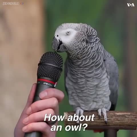 talking Parrot