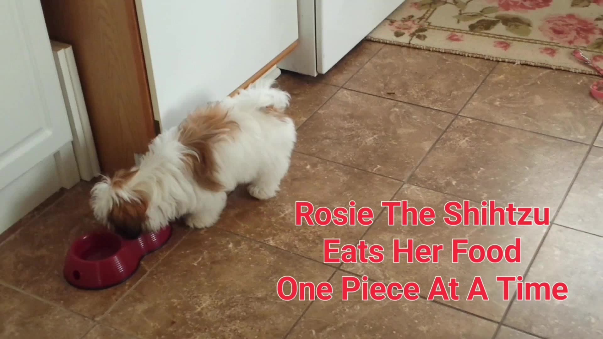 Rosie Eats Her Food One Piece At A Time (Featuring Rosie The Shihtzu)