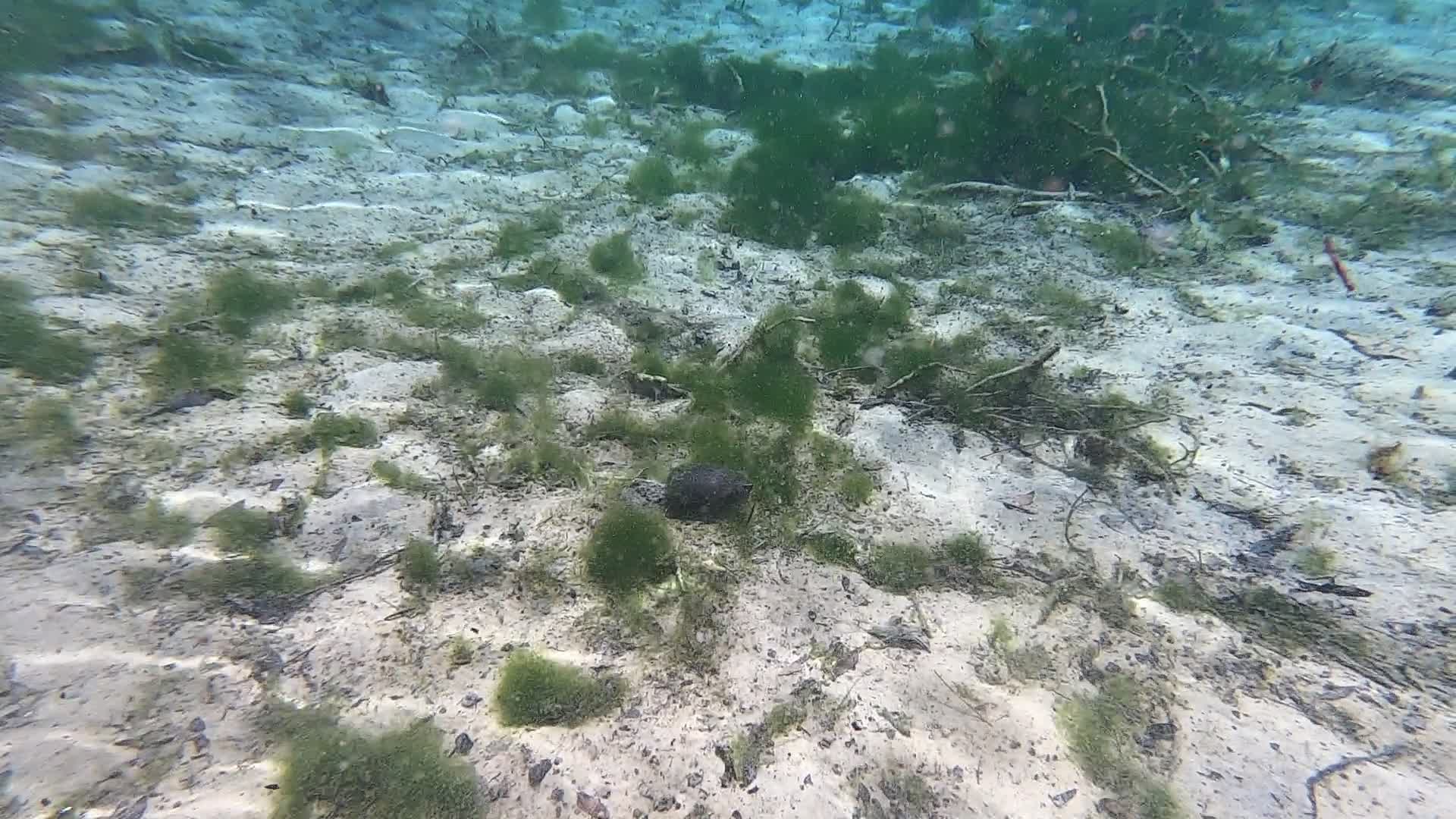 Small Snapping Turtle Gives Guy A Big Scare