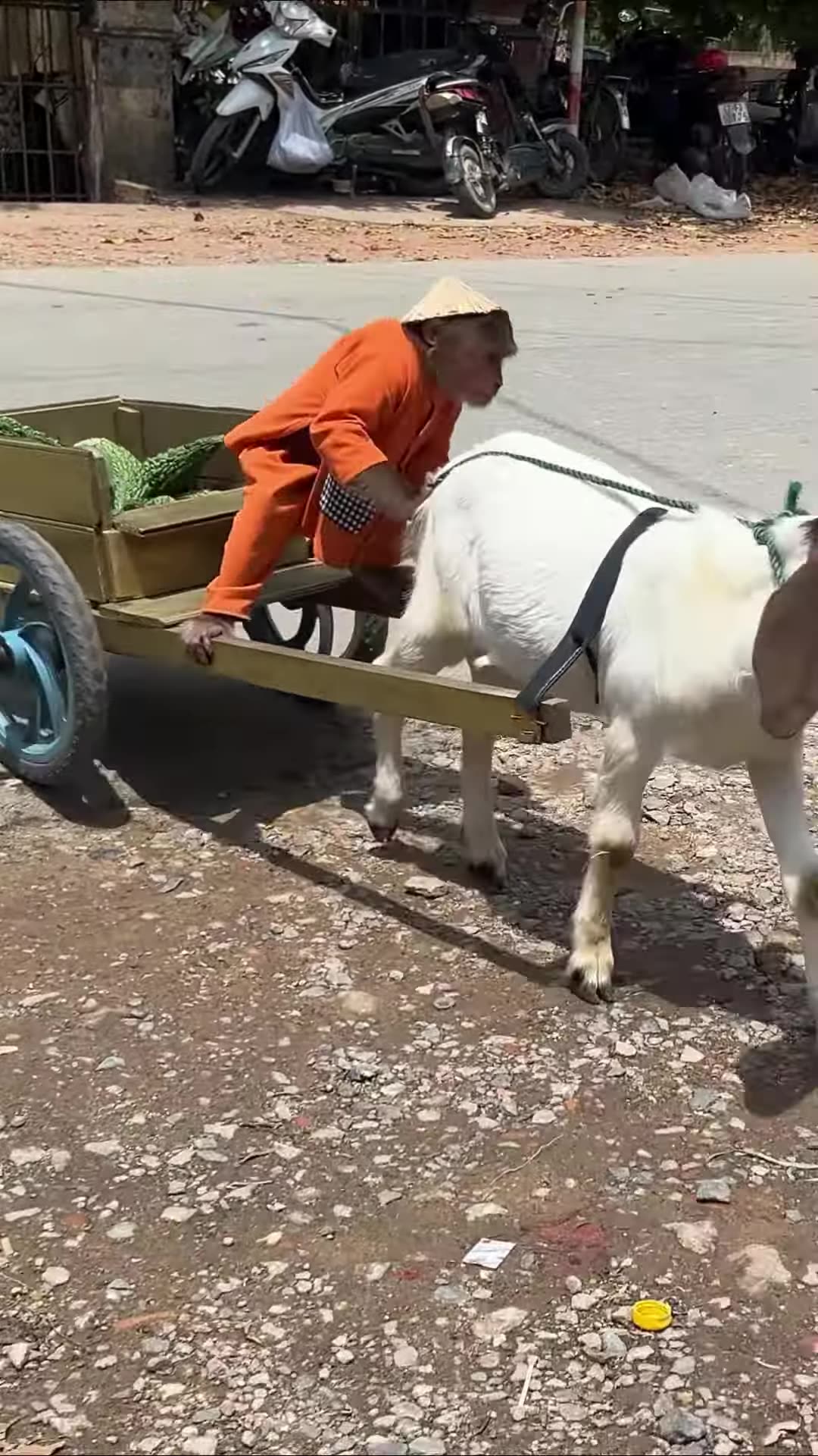 Super smart ,surprise how CUTIS and goats work