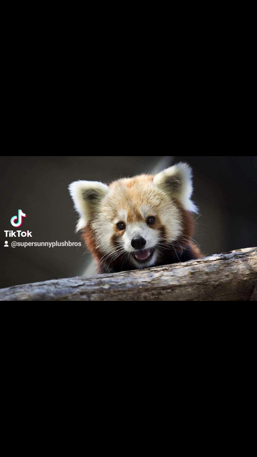Cute photos of red pandas🟠⚪⚫