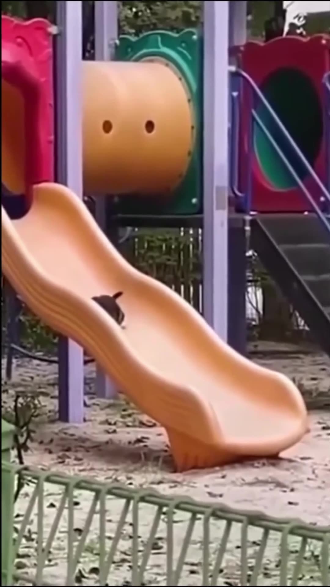 Watch These Cats Have HILARIOUS Reactions to Everyday Objects!