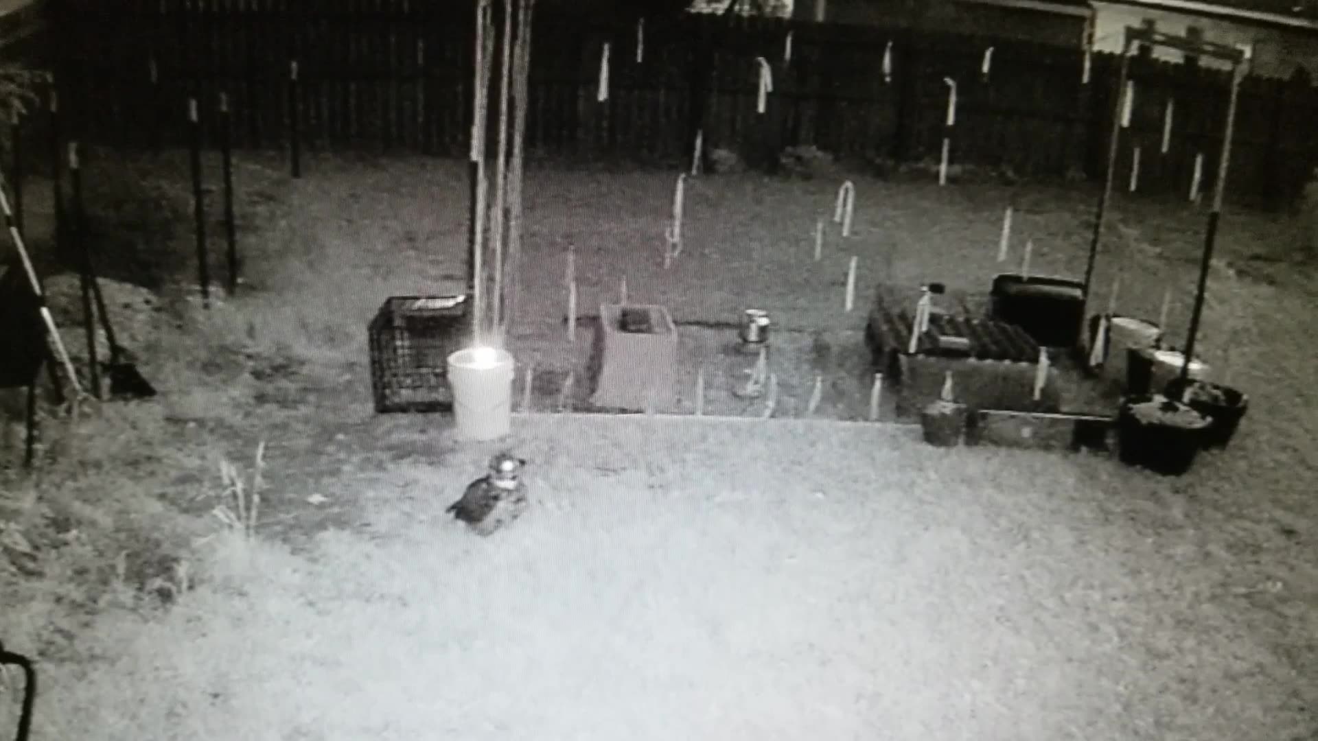 One Disappointed Owl