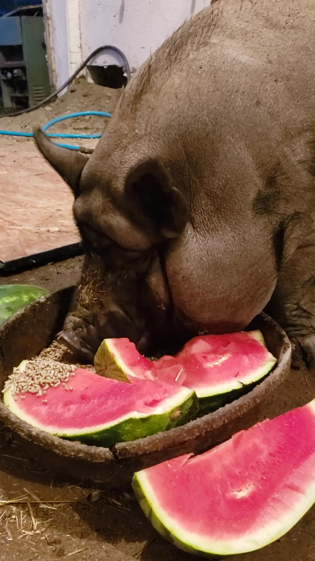 Piggy Sue the Pot Belly Pig
