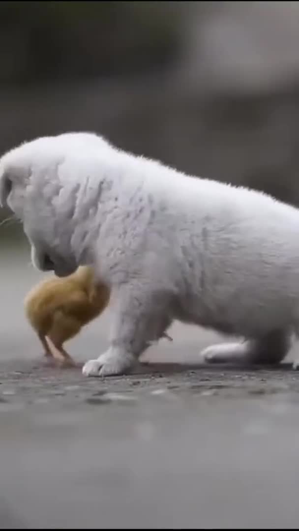 /Perrito Tierno Jugando Con Pollitos/ Cute Puppy Playing With Chicks