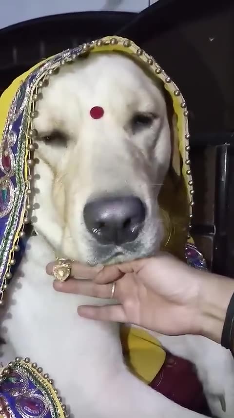 Cute labrador #dog shy on 52 gaj ka daman - renuka pawar song #cat # ... Cute labrador #dog shy on 52 gaj ka daman - renuka pawar song #cat # ...