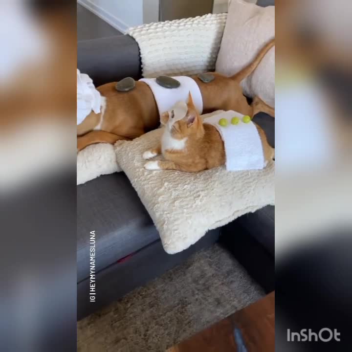 Angry Cats VS Dogs Funny Compilation 2022 !!!cat, cat videos, cat tv ...