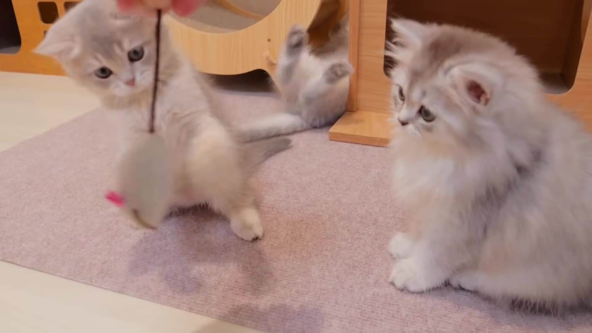 When I showed my kitten an anime for the first time, it was so cute how ...