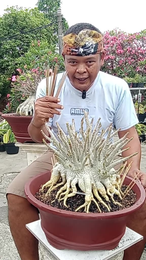 The process of planting adenium root program