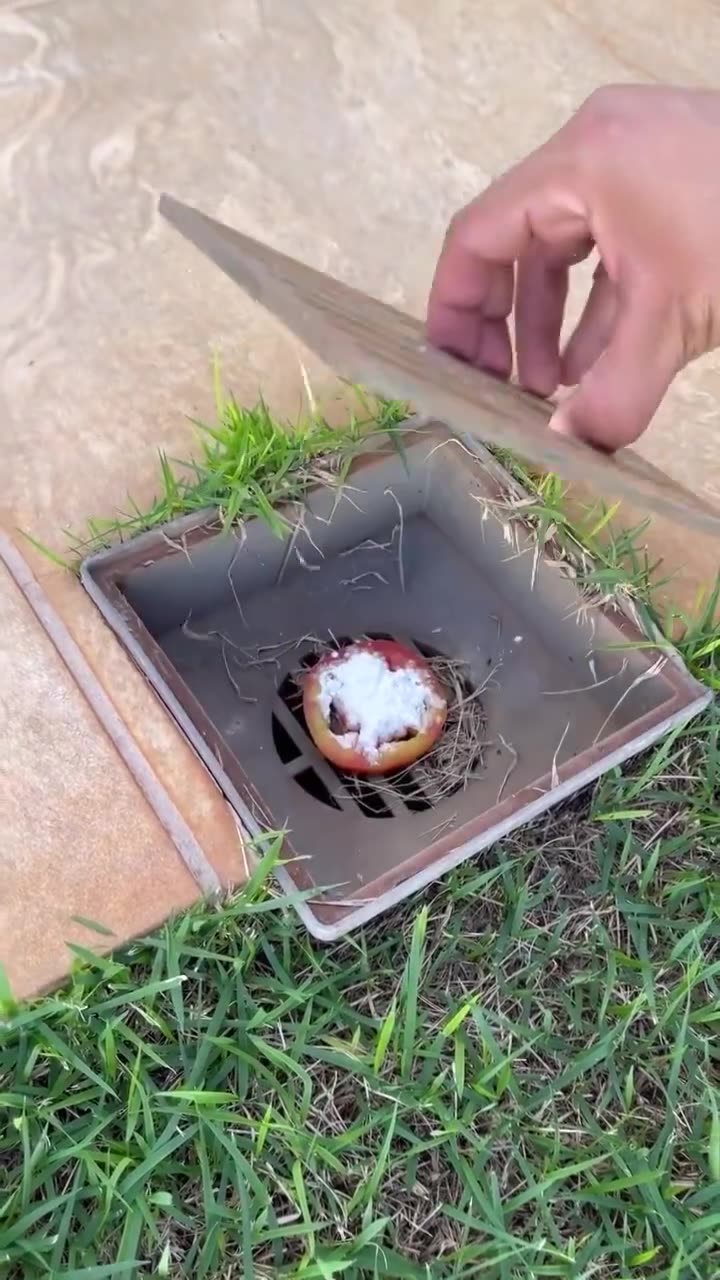 With this tip rats and cockroaches will disappear in your house!!!