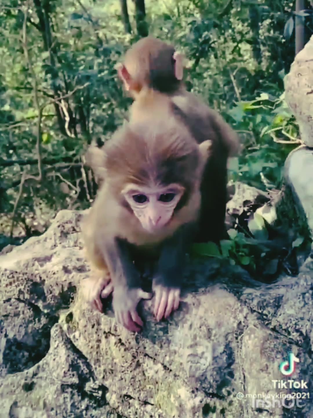 ,,,Must See""।। cute baby animals 🤩 papy animal