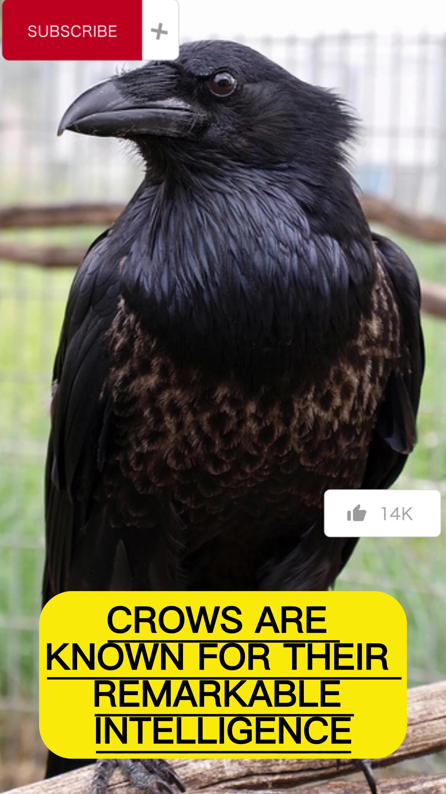 Interesting Facts about Crows
