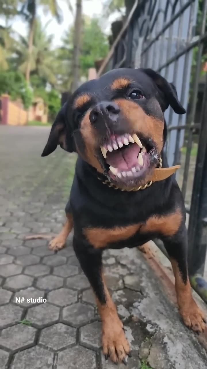 Epic Dog Barking Compilation: See How Your Dogs REACTS and Can't Resist!