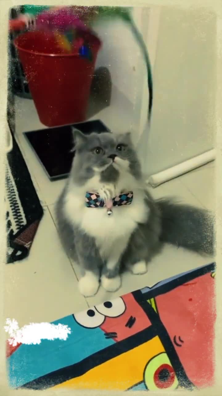 Most clever Creatures Video - Clever Mutts And Cats Part 05