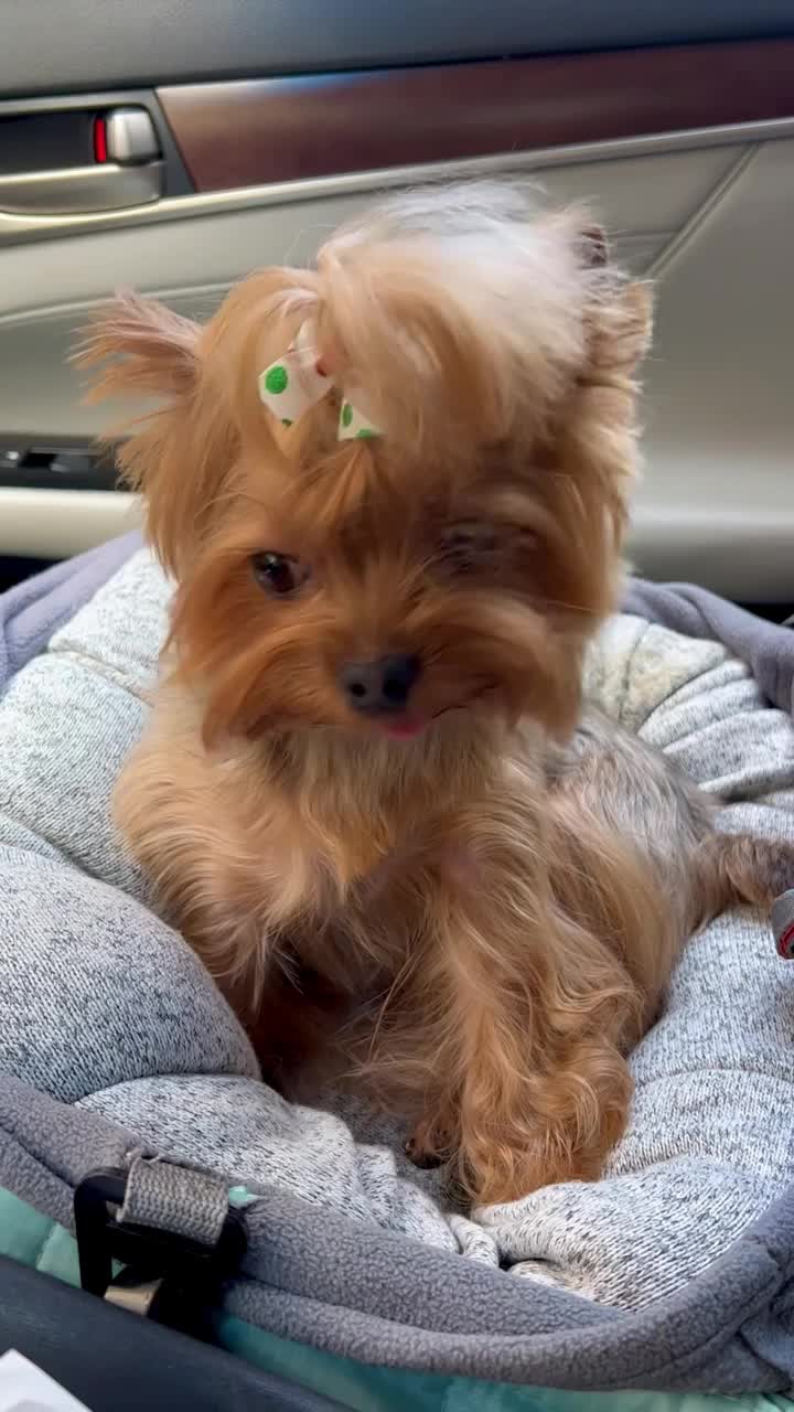 Adorable Yorkie Rides in Car with Mom