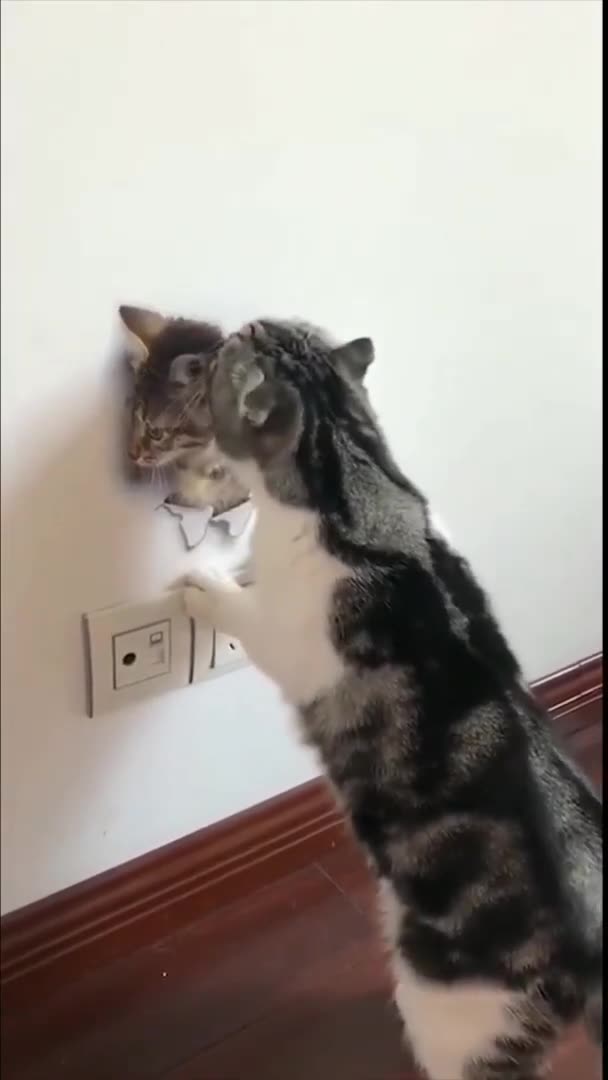 Cat-astrophic Cuteness: Hilarious Memes of our Feline Friends!"