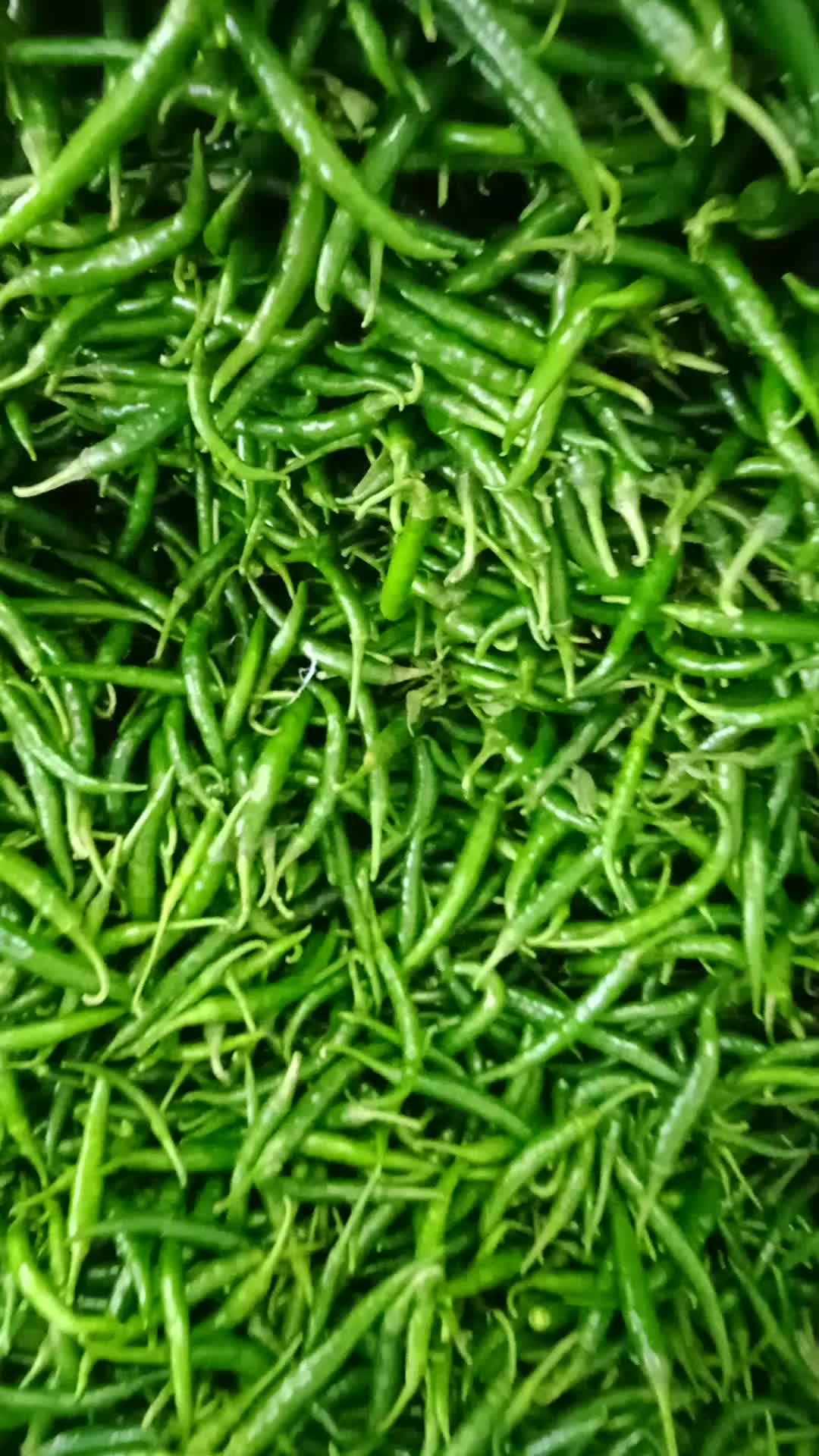 How to pack green chillies for export line #green_chilli