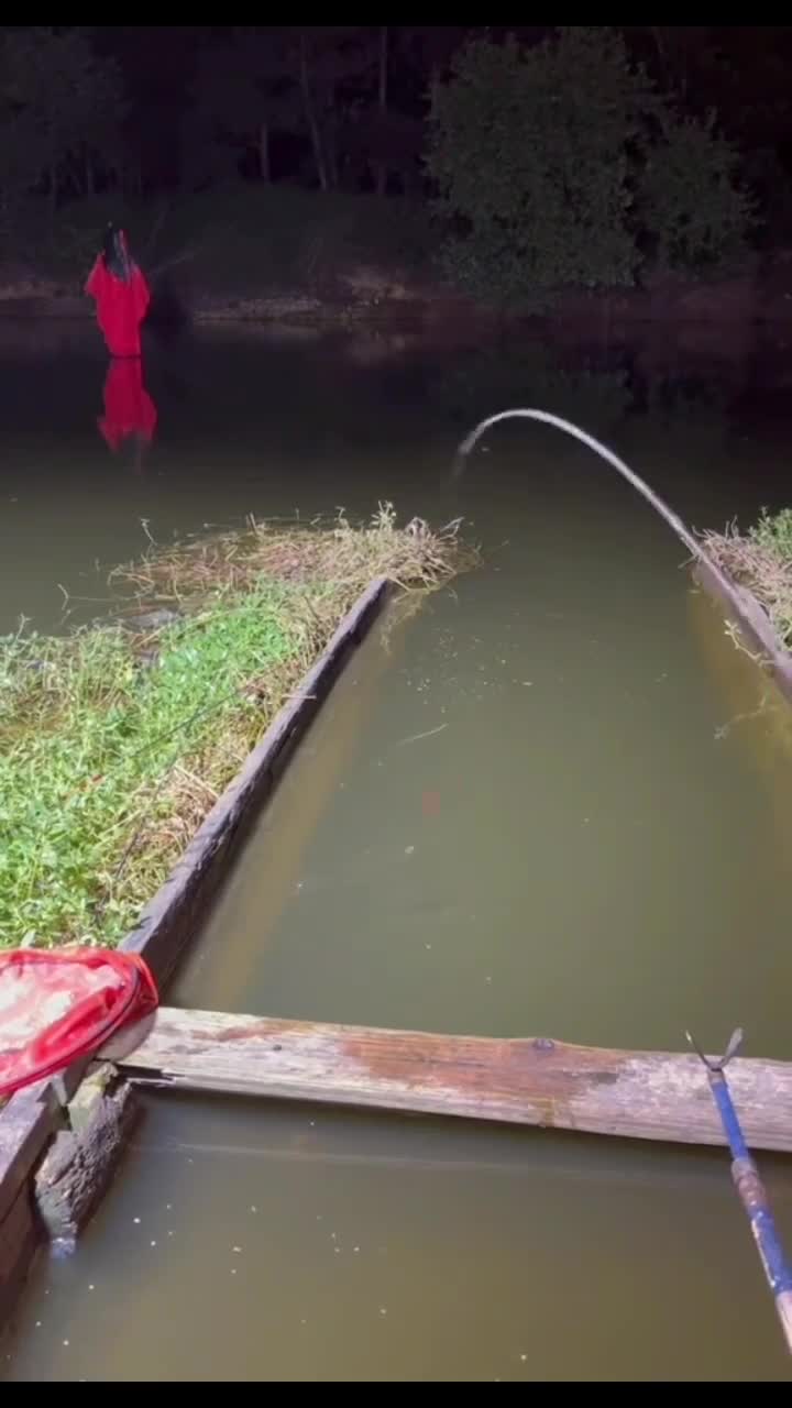 This is a beautiful and charming water-dwelling species