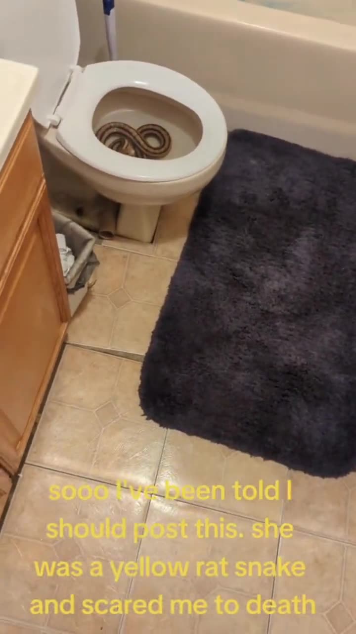 Snake CASUALLY sitting in a toilet
