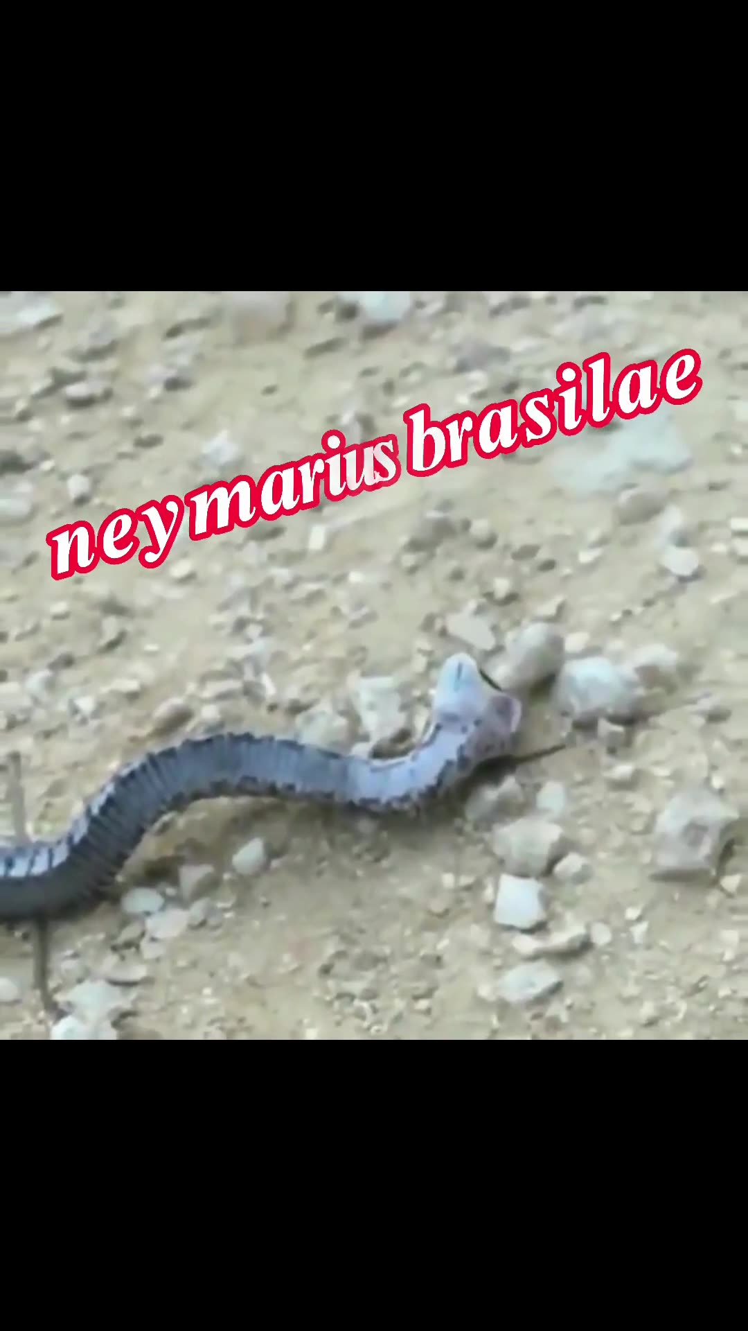NOVA ESPÉCIE DE COBRA BRASILEIRA... | New species of Brazilian snake...