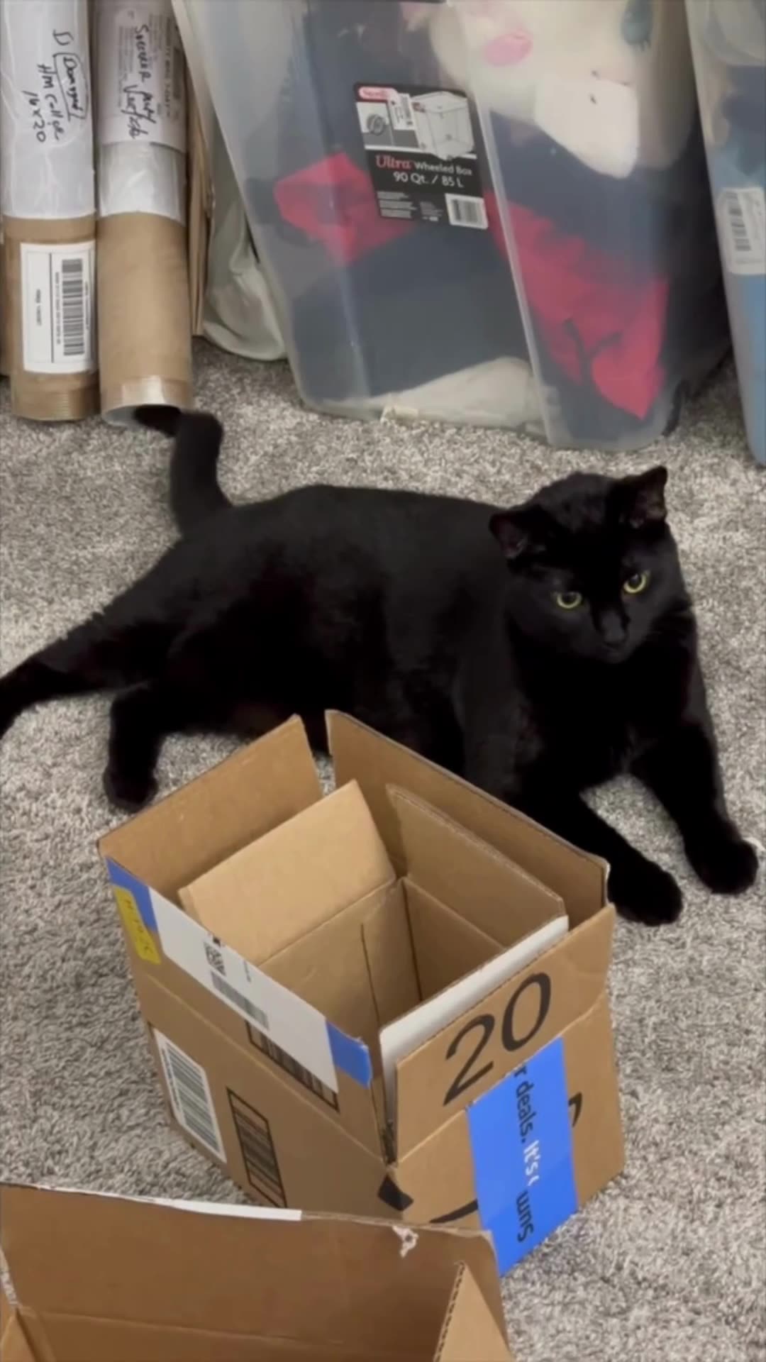 Adopting a Cat from a Shelter Vlog - Cute Precious Piper Guards the ...