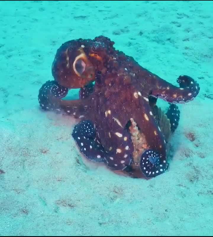 Octopus eating the fish