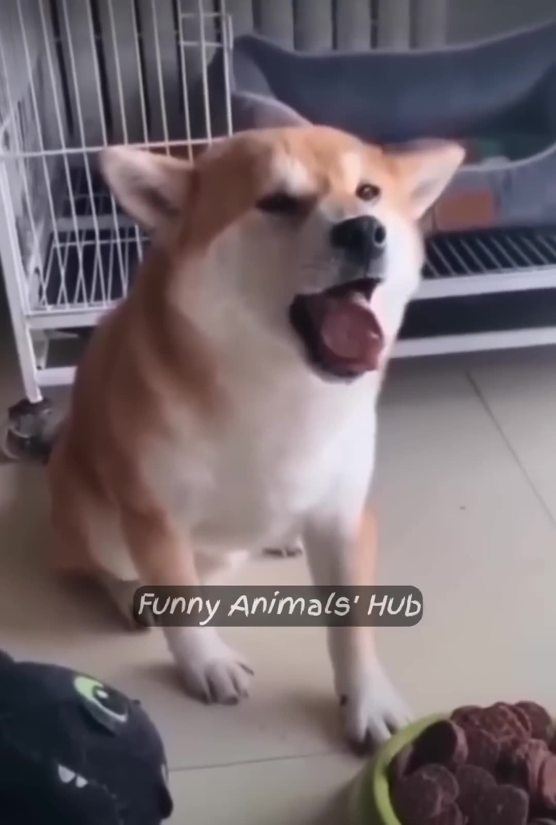 Funny Animal Videos|Try Not To Laugh |Funniest Cats And Dogs Videos ...