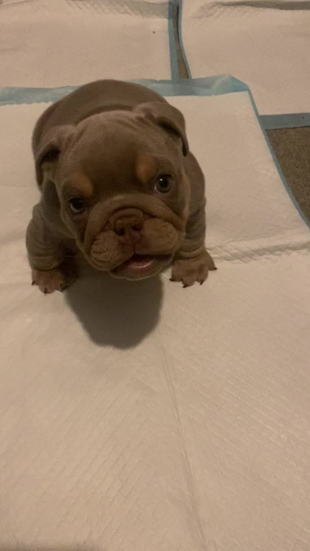 English funny Bulldog