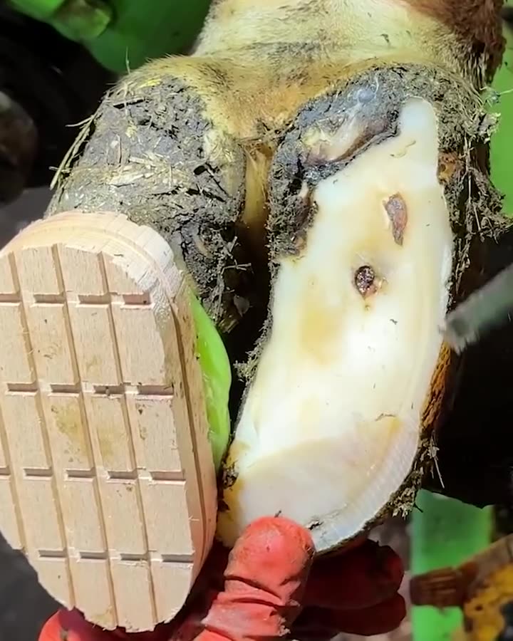 PEELING FLAKY Hoof Horn from a COW's FOOT!