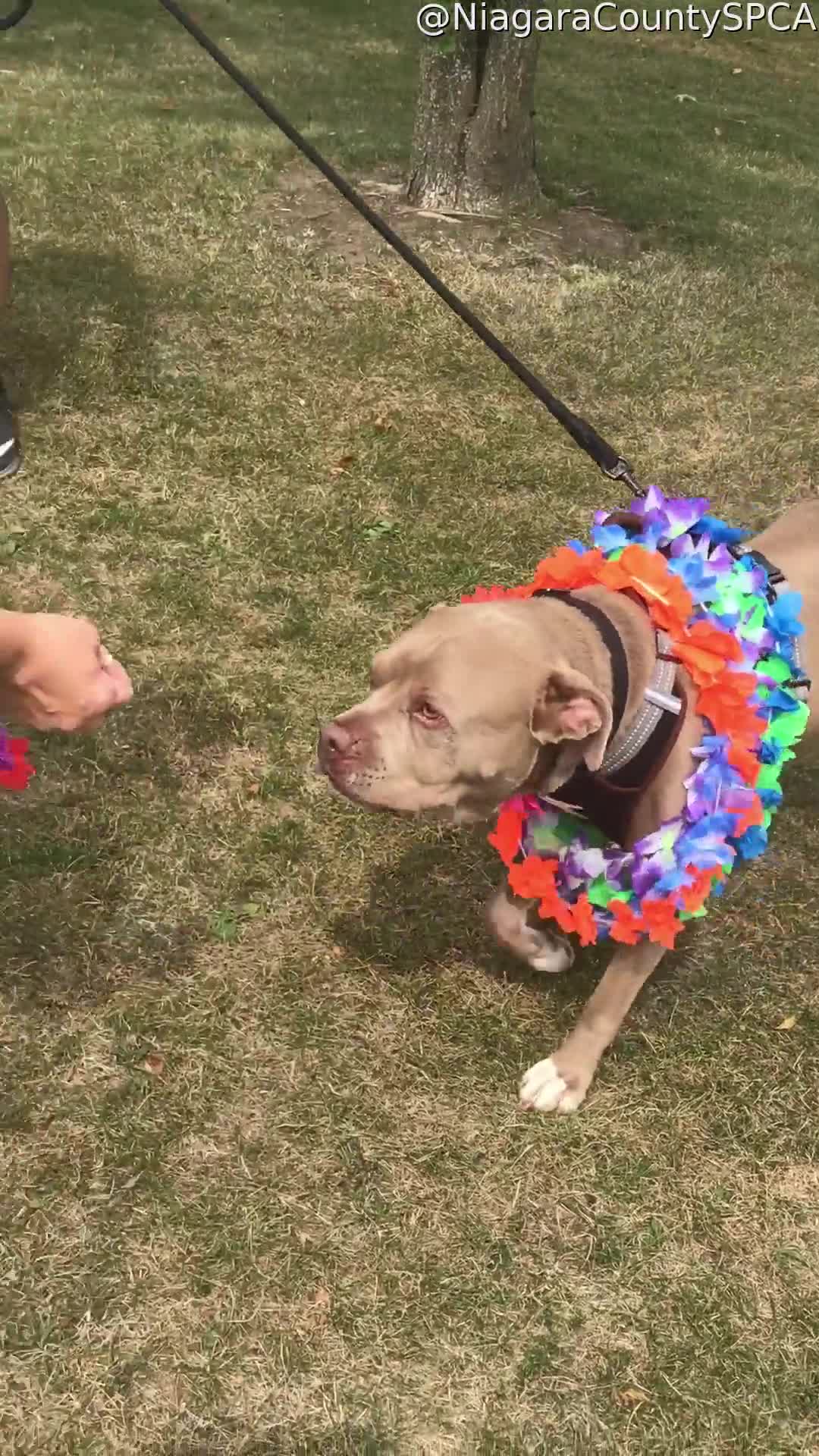 Animal Shelter Celebrates Dog Going Home After 500 Days
