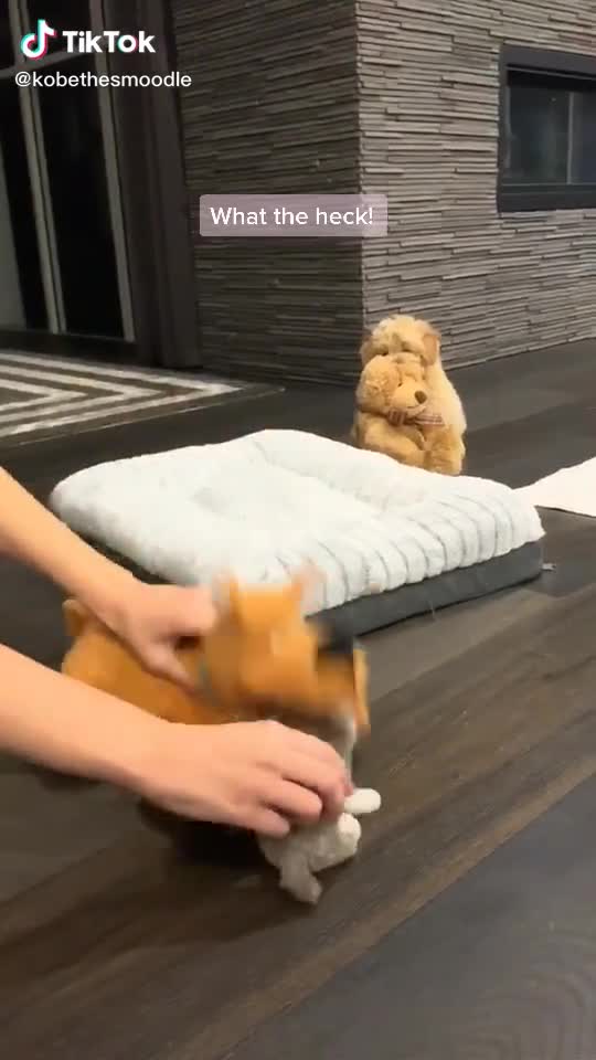 Puppy is overly protective of his stuffed animals