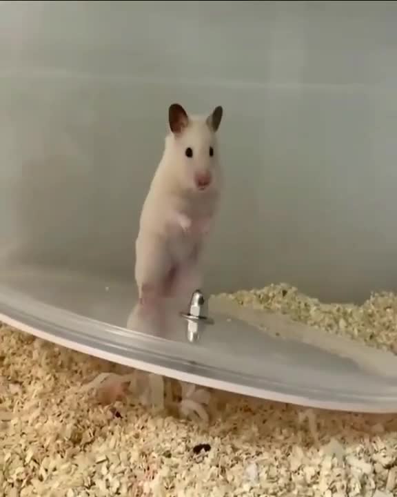 funny hamster compilation Hampter meme