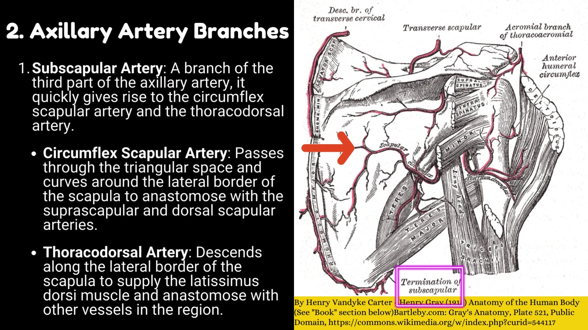 Anastomosis around the Scapula Explained in 2 MINUTES!! | Upper Limb ...