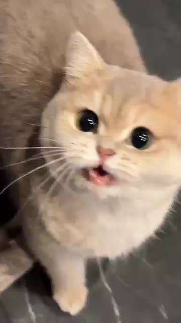 The Throne Showdown: Can Meow Cash Hold the Crown? 😼👑