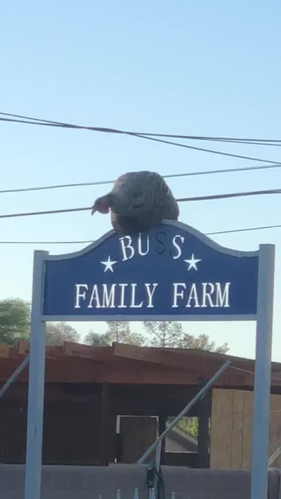 Turkey's Hanging Out