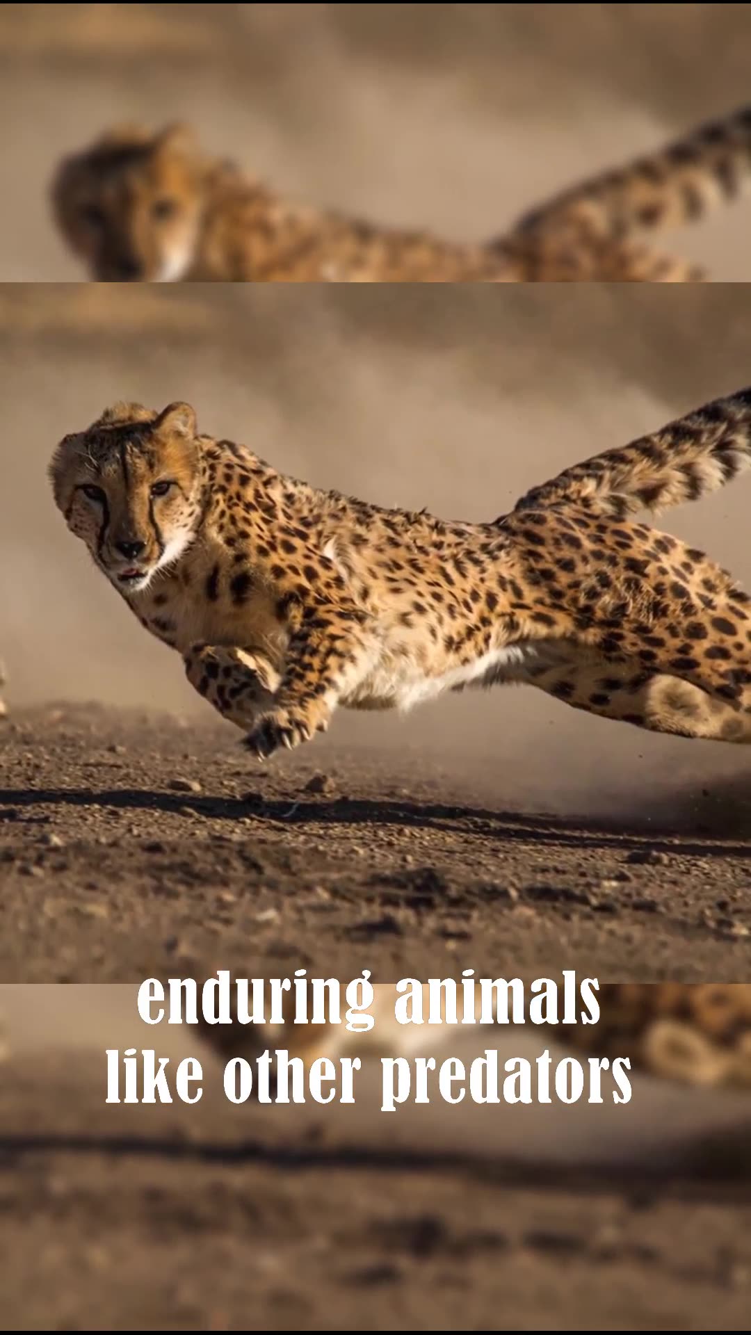 How Cheetah Are The Fastest Living Animal