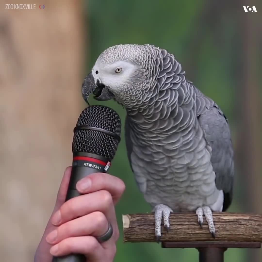 Talking Parrot